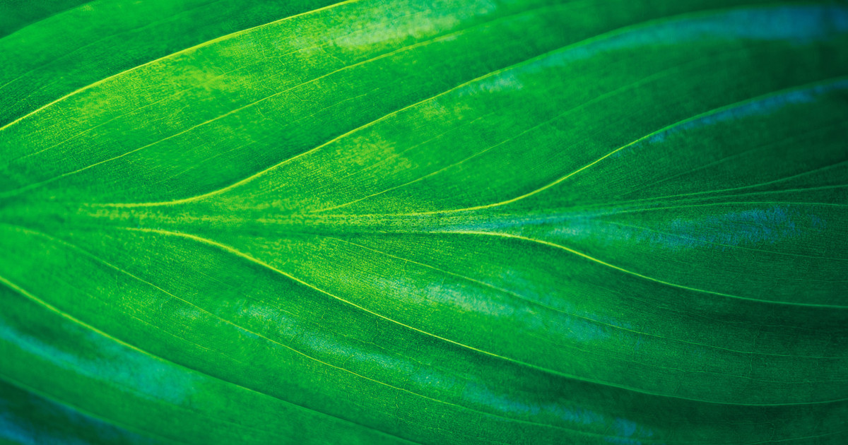 Funeral Partners | August Equity