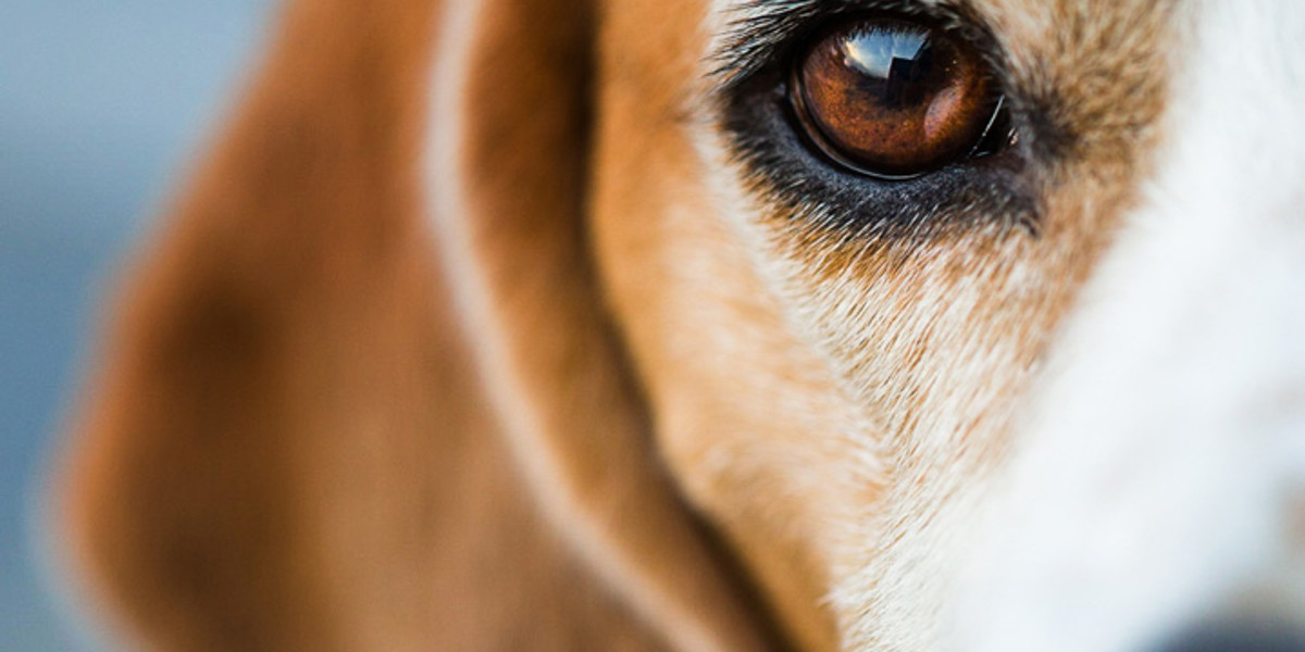 VetPartners | August Equity