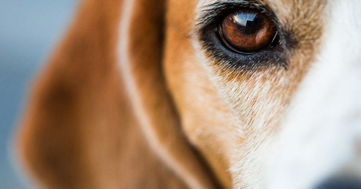 VetPartners | August Equity